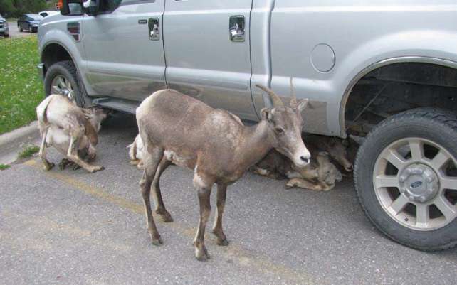 How to Make A Salt Lick for Deer - North American Bow Hunter