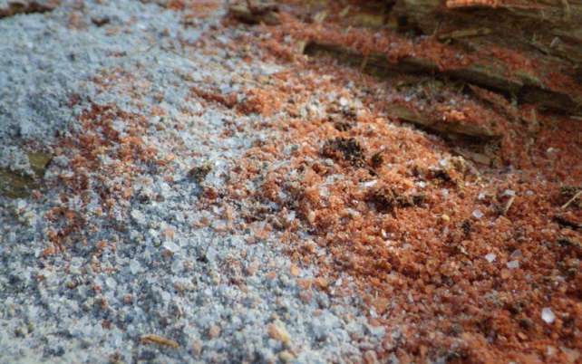 How to Make A Salt Lick for Deer - North American Bow Hunter