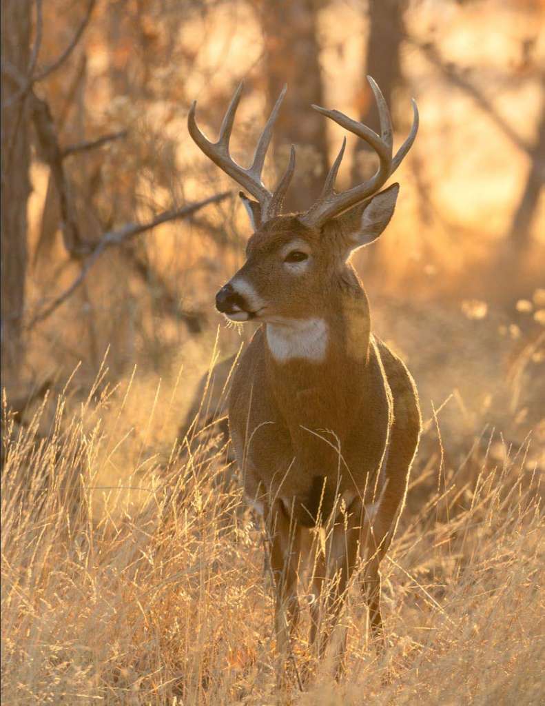 A Generalist’s Approach To Canadian Whitetail Hunting - North American ...