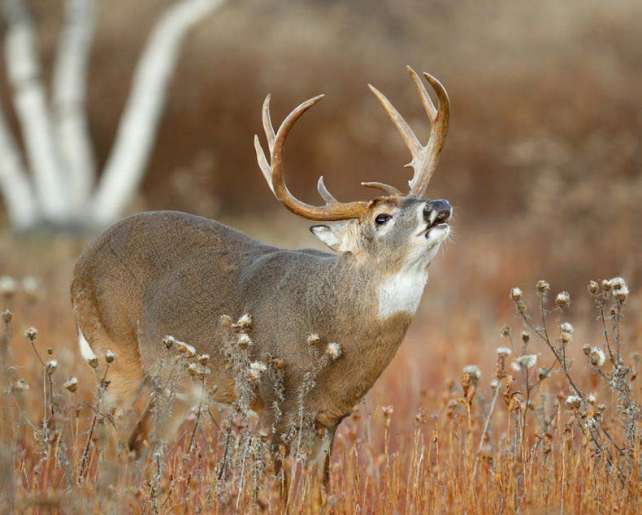A Generalist’s Approach To Canadian Whitetail Hunting - North American ...