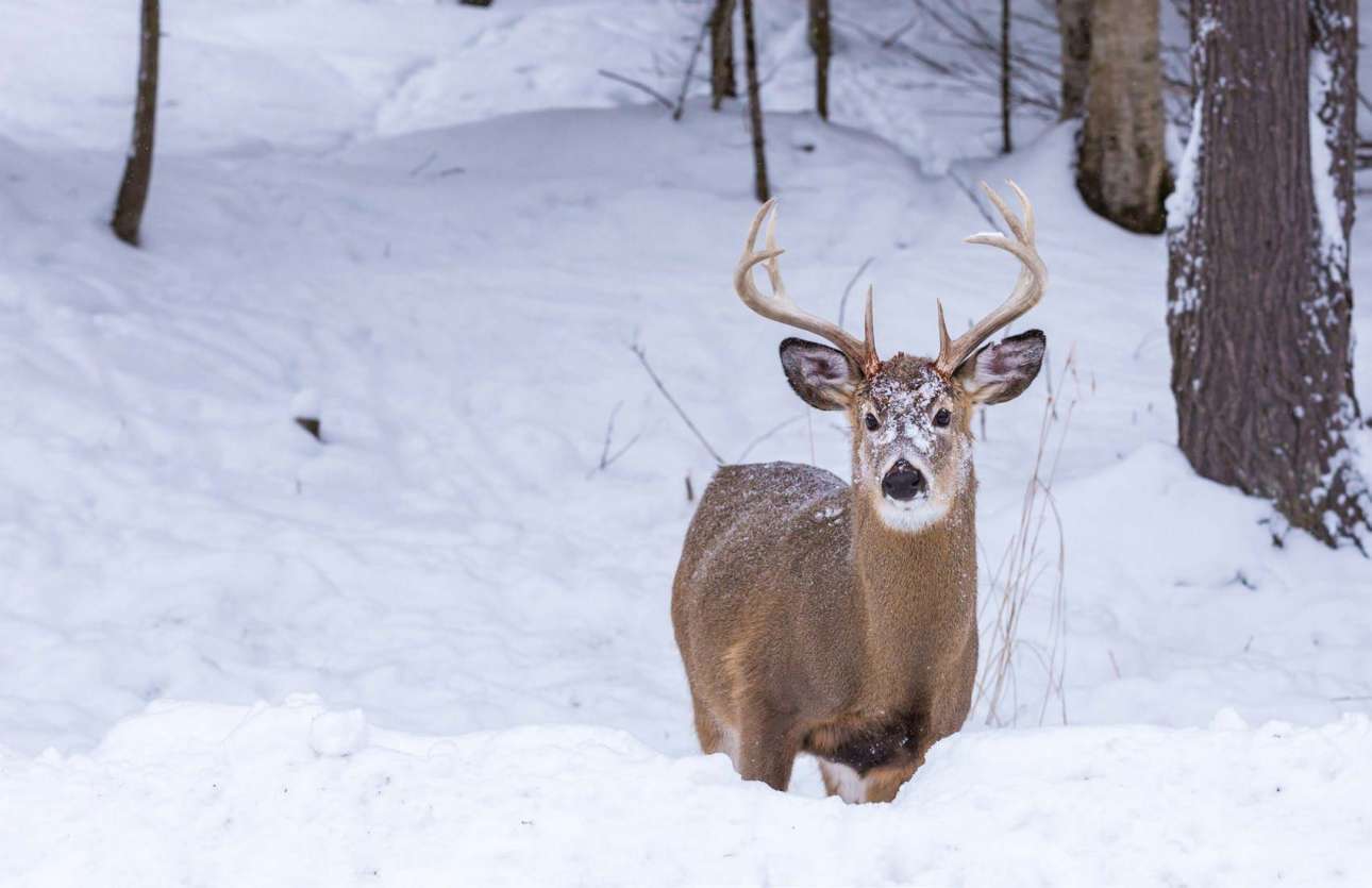 A Generalist’s Approach To Canadian Whitetail Hunting - North American ...