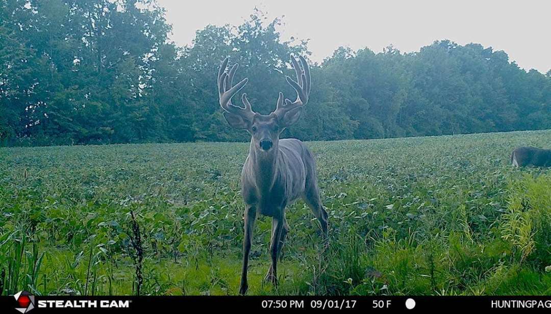 10 Tips For Creating A Great Deer Hunting Property - North American Bow ...