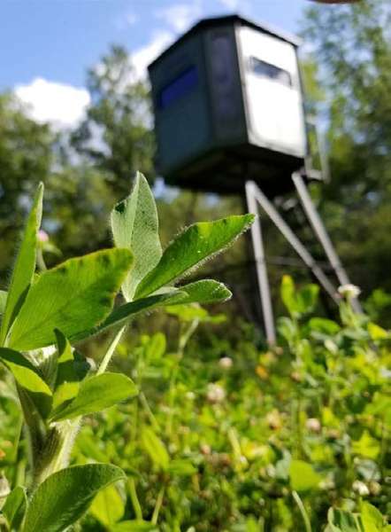 10 Tips For Creating A Great Deer Hunting Property - North American Bow ...