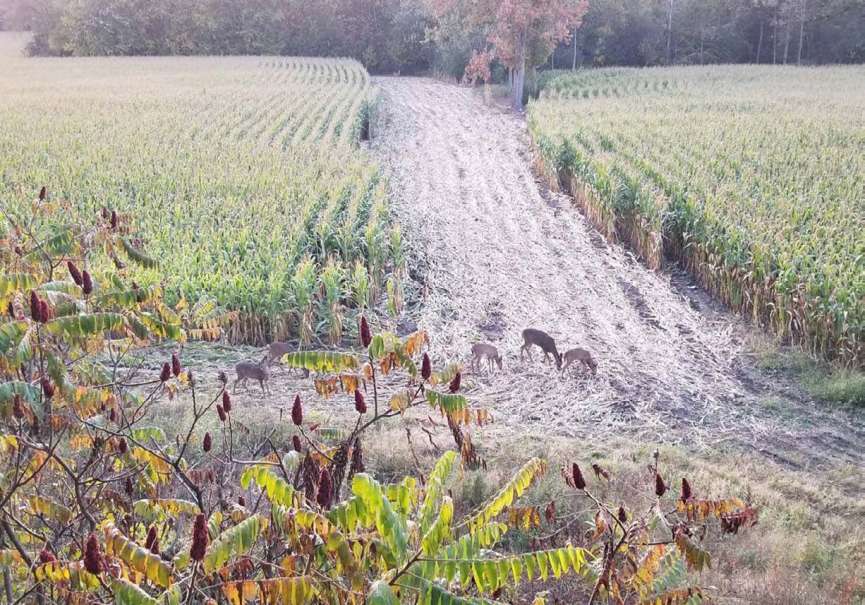 10 Tips For Creating A Great Deer Hunting Property - North American Bow ...