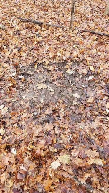 How to Make Mock Scrapes - North American Bow Hunter