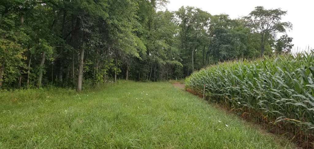 How to Make Mock Scrapes - North American Bow Hunter