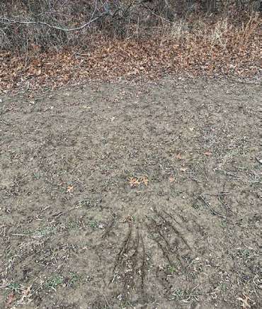 How to Make Mock Scrapes - North American Bow Hunter