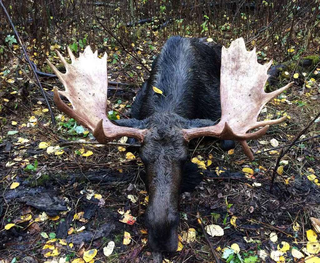 Bowhunting a Bull from the Trees—One Amazing Hunt - North American Bow ...
