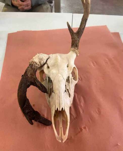 A Distinctly Attractive Buck - North American Bow Hunter