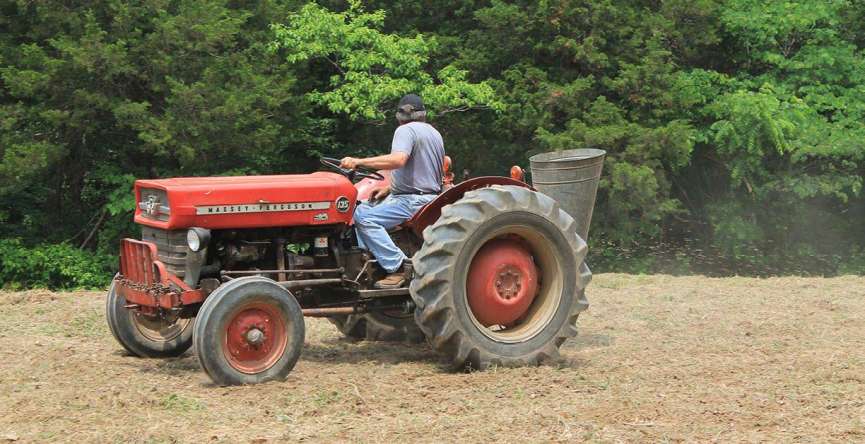The Best Food Plots for Turkeys - North American Bow Hunter