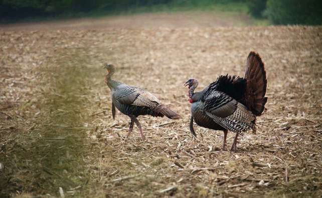 The Best Food Plots for Turkeys - North American Bow Hunter
