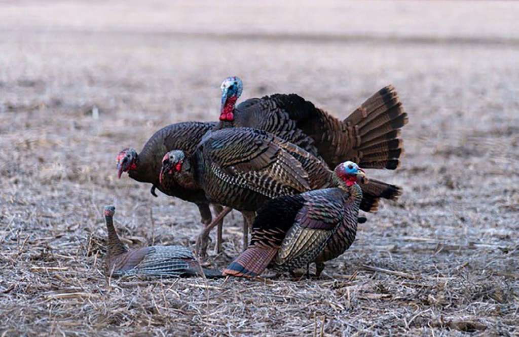 Deadly Pro Tactics for Bowhunting Turkeys - North American Bow Hunter