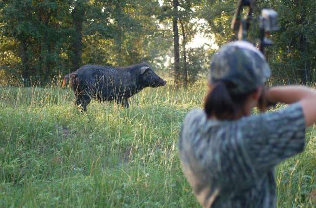 Tips to Put Wild Pork on the Meat Pole - North American Bow Hunter