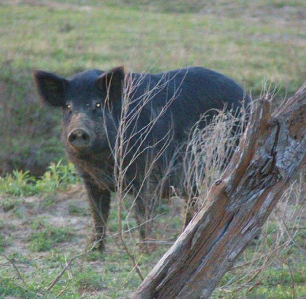 Tips to Put Wild Pork on the Meat Pole - North American Bow Hunter