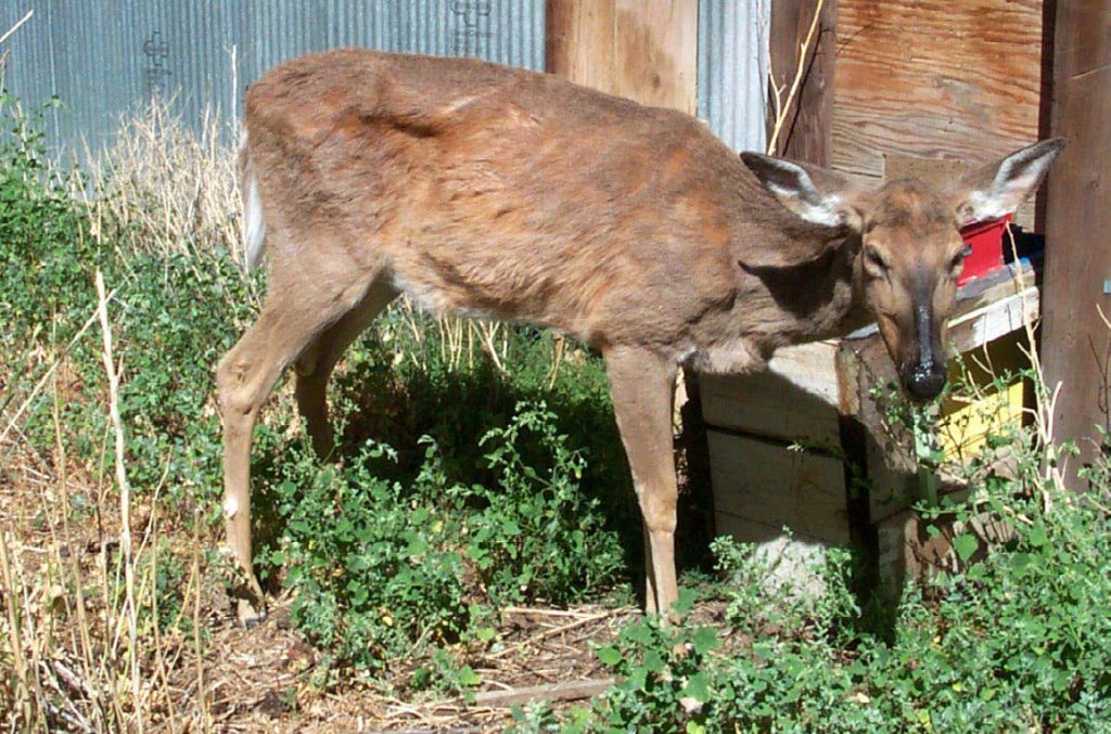 Deer Disease: Are CWD and EHD Still Problems? - North American Bow Hunter