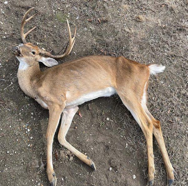 Deer Disease: Are CWD and EHD Still Problems? - North American Bow Hunter