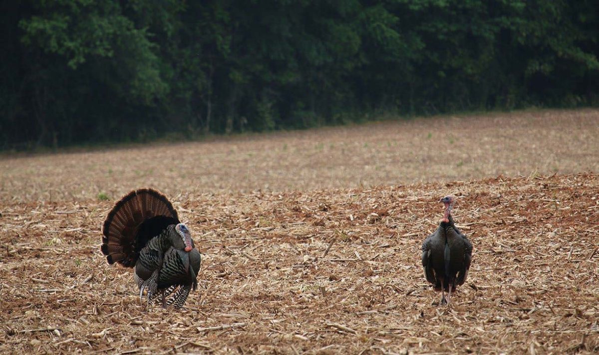 Wild Turkey Facts and Tactics You Need to Know - North American Bow Hunter
