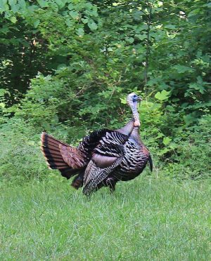 Wild Turkey Facts and Tactics You Need to Know - North American Bow Hunter
