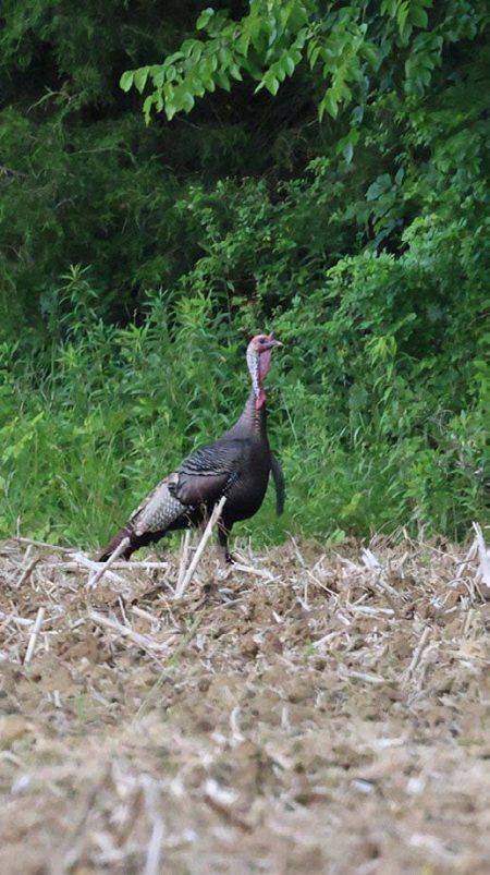 Wild Turkey Facts and Tactics You Need to Know - North American Bow Hunter