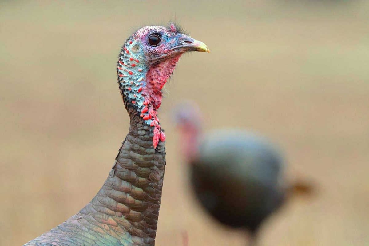 Wild Turkey Facts and Tactics You Need to Know - North American Bow Hunter