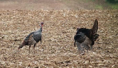 Wild Turkey Facts and Tactics You Need to Know - North American Bow Hunter