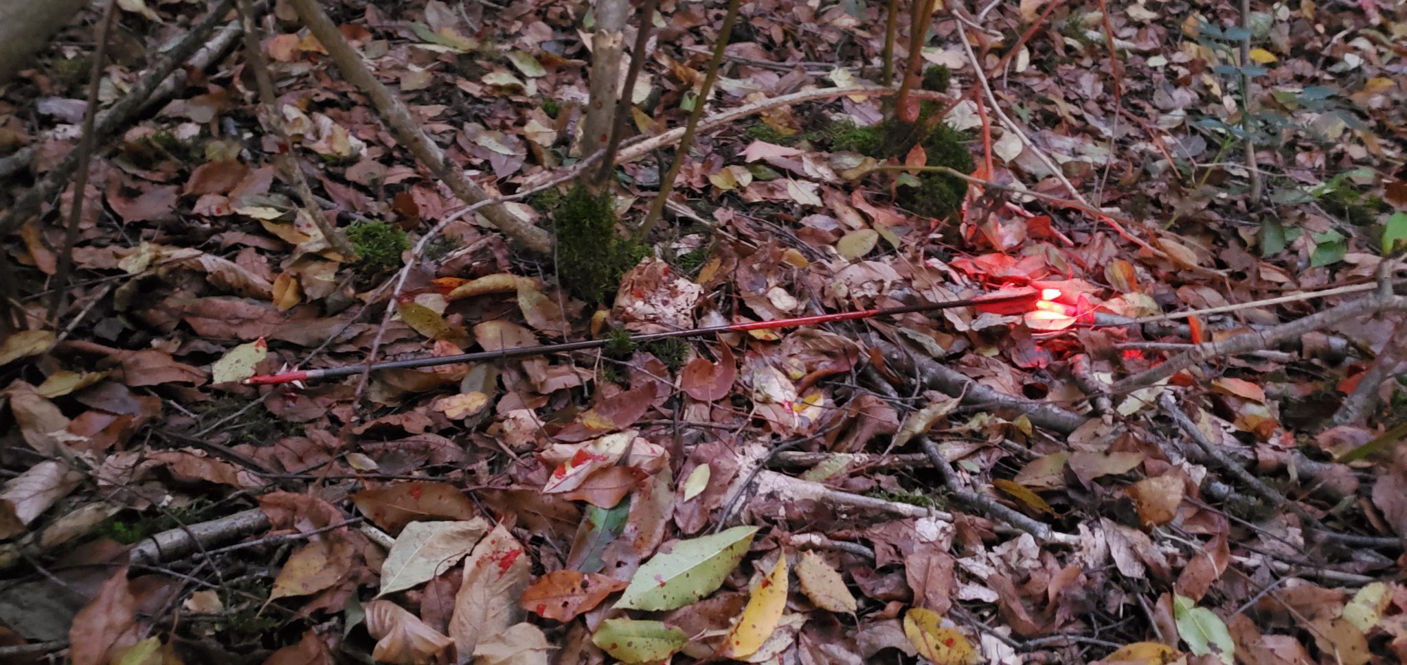 Thorn Broadheads Review – Something New - North American Bow Hunter