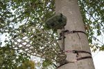 Review: The Hunting Beast Treestand and Climbing Sticks - North ...