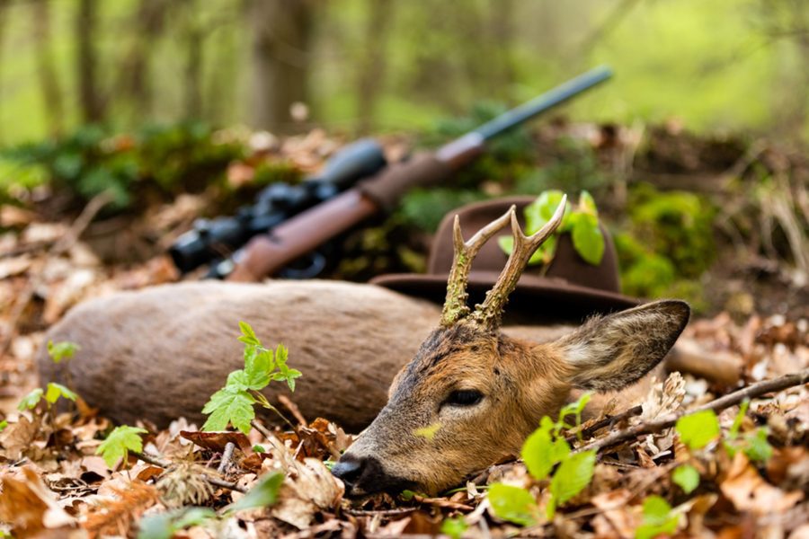 Deer Hunting with Dogs: 7 Ways to Ensure a Safe Hunt - North American ...
