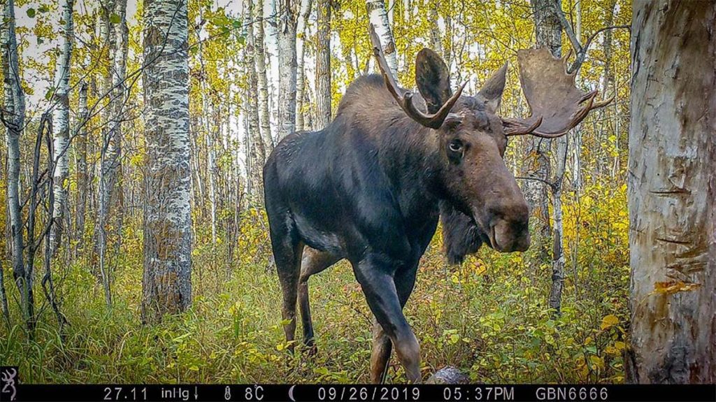 Bull Fight: An Unconventional Hunting Adventure with a Bull Moose Decoy ...