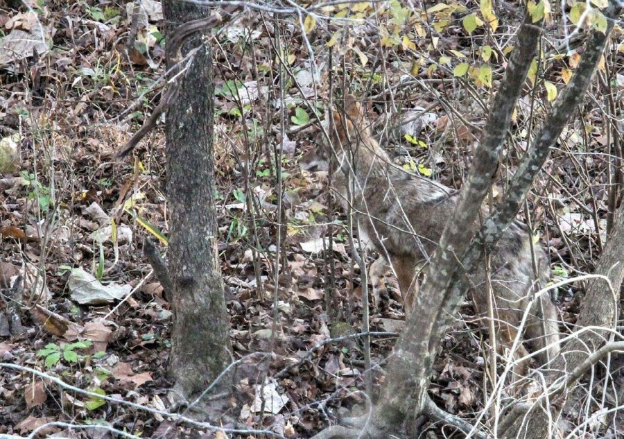 When A Deer Hunt Becomes a Coyote Hunt - North American Bow Hunter