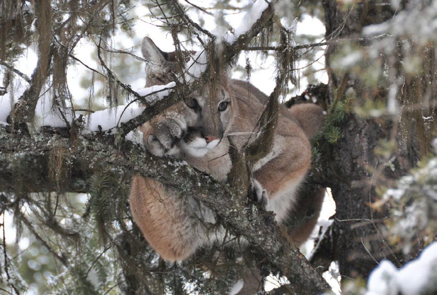 Overcoming the Challenge: A Guide to Cougar Hunting - North American ...