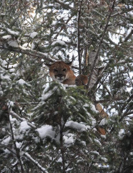 Overcoming the Challenge: A Guide to Cougar Hunting - North American ...